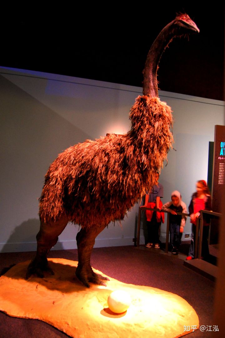 Madagascar phát hiện ra loài chim khổng lồ đầu tiên trong lịch sử có độ ...