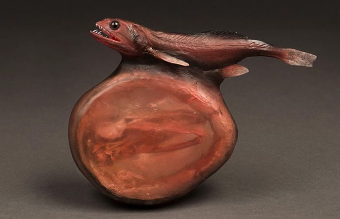 Chiasmodon niger: Ác mộng dưới đáy biển sâu