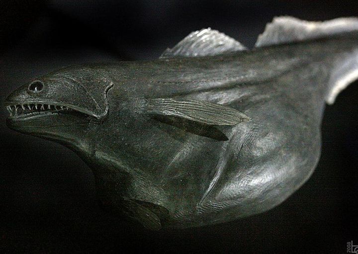 Chiasmodon niger: Ác mộng dưới đáy biển sâu