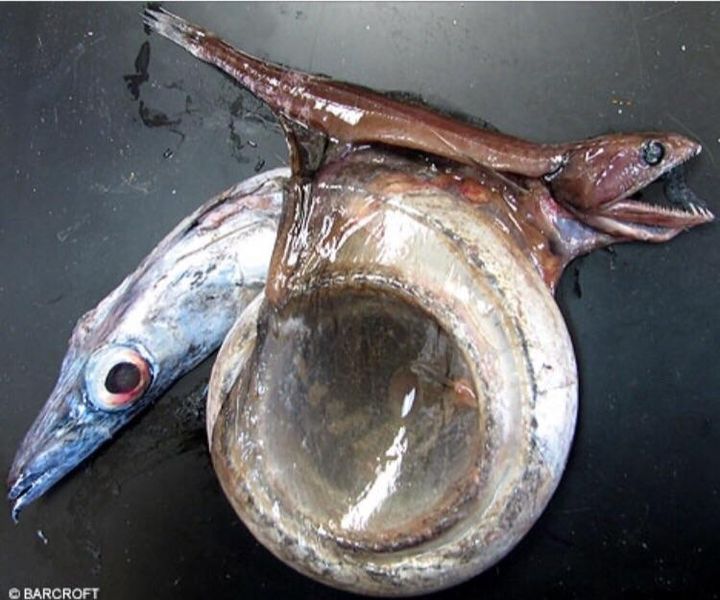 Chiasmodon niger: Ác mộng dưới đáy biển sâu