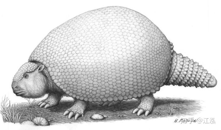 Glyptodon: Lâu đài di động ở Nam Mỹ