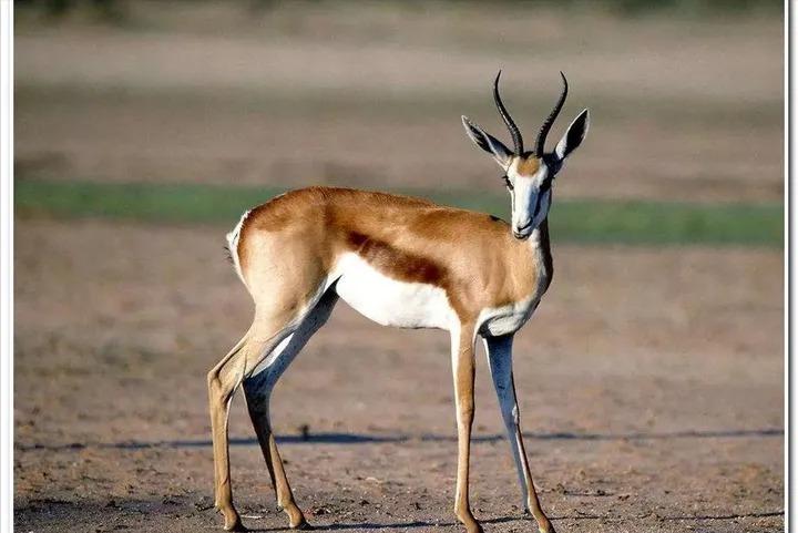 Tại sao linh dương lại được coi là vị vua của vườn thú?