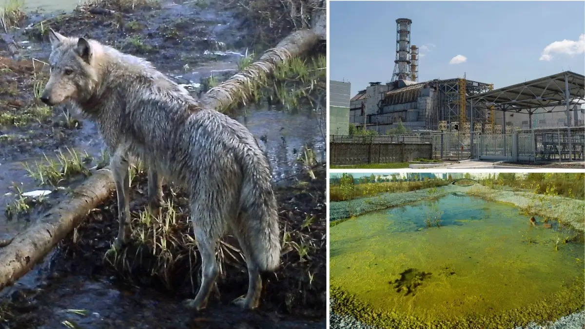 Những con sói đột biến ở Chernobyl dường như đã phát triển một số loại ...