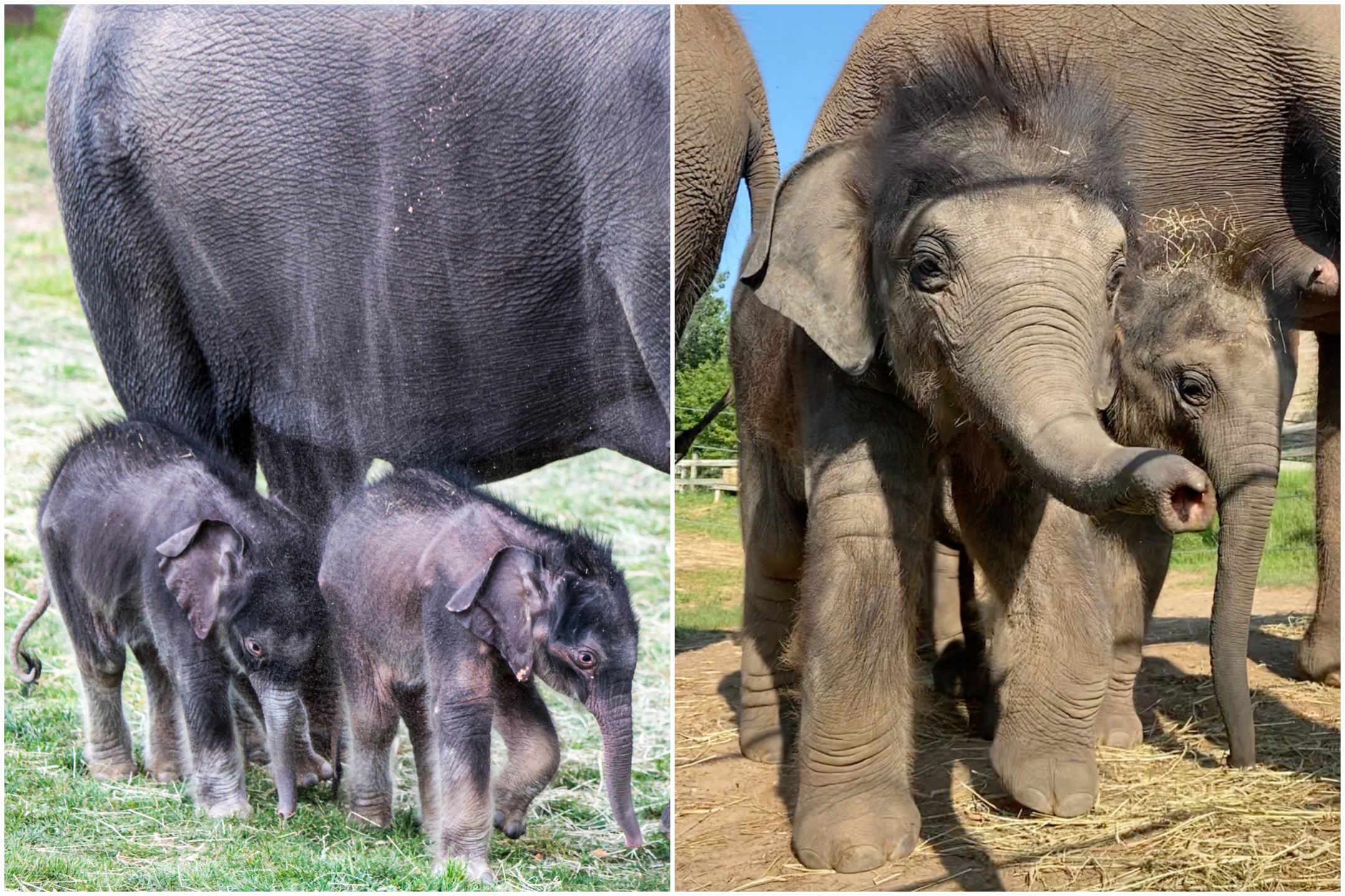 Tại sao voi châu Á khi còn nhỏ lại có lông dài? Về mặt di truyền, chúng ...