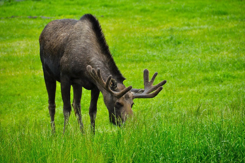 Những hình ảnh “ảo diệu” về mùa đông tại Alaska
