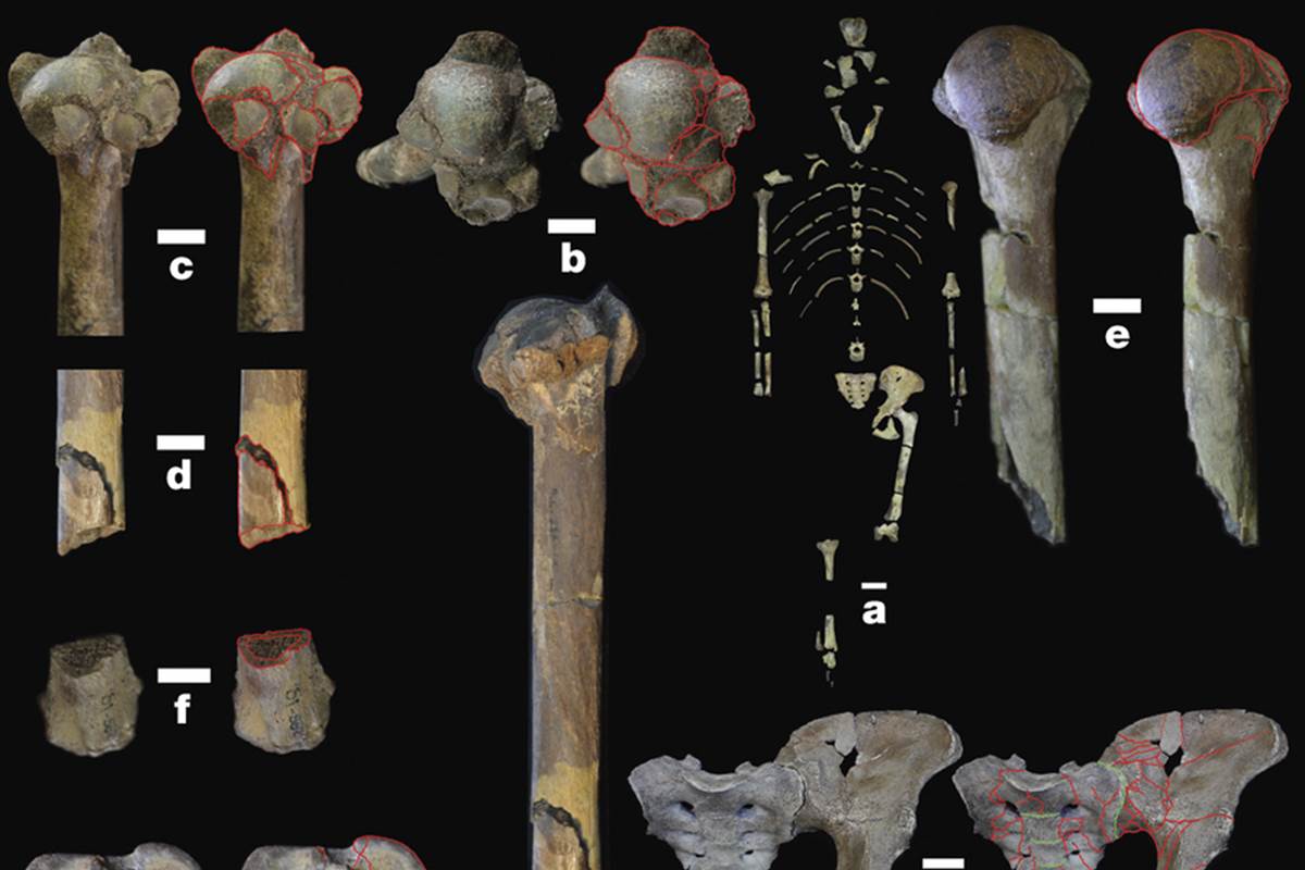 Phát hiện mới: Lucy, tổ tiên của loài người tử vong do ngã cây