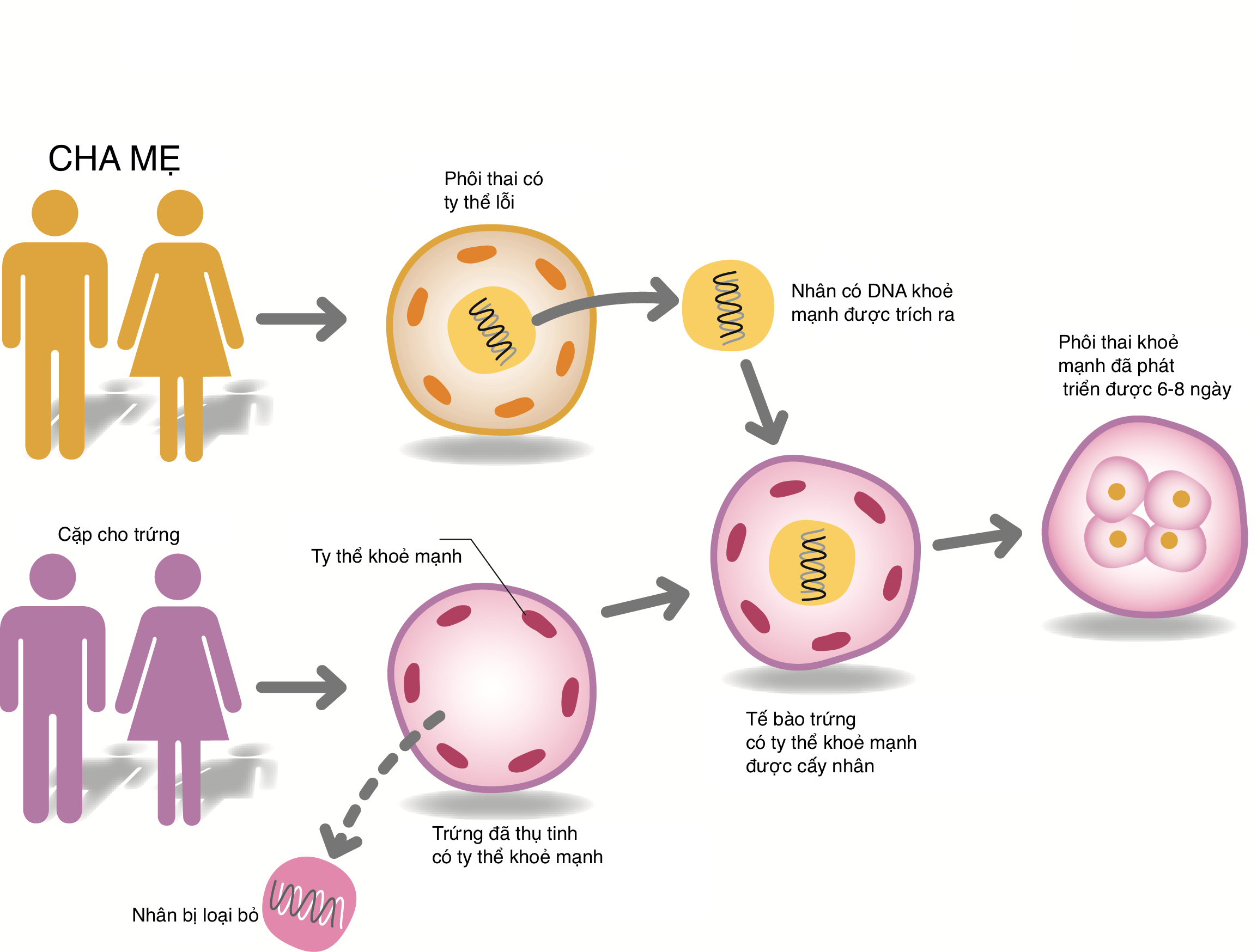 Em bé có 3 cha mẹ đẻ lần đầu tiên trong lịch sử vừa ra đời