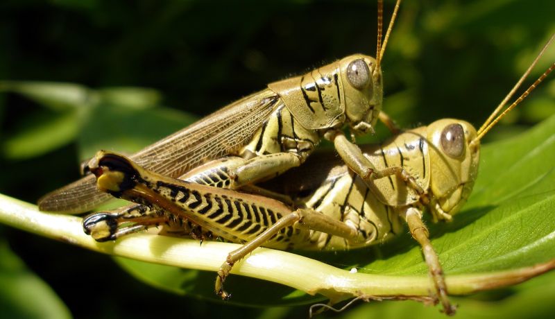 Các nhà khoa học đóng băng hai con châu chấu đang quan hệ để nghiên cứu ...