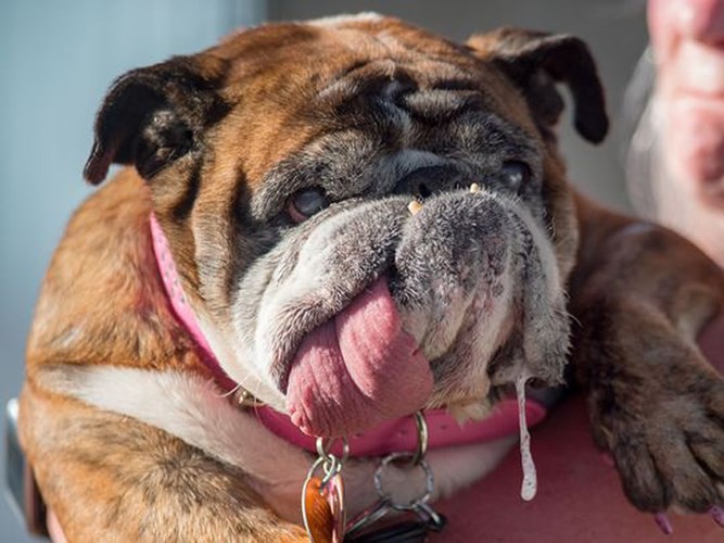 Chó bull "Xấu nhất Thế giới năm 2018' đã qua đời ở tuổi thứ 9