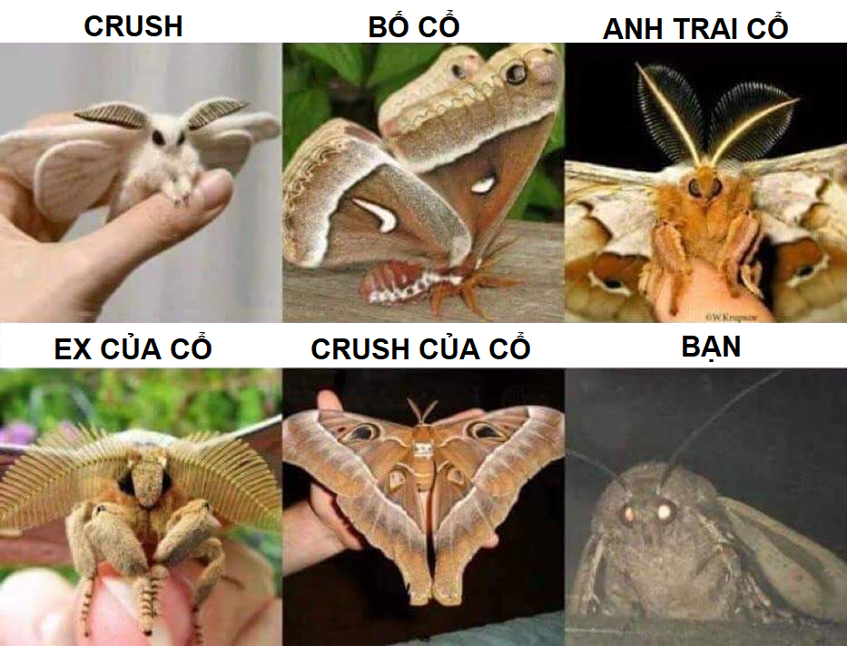 Nguồn gốc của loạt meme bướm đêm và chiếc đèn đang khuynh đảo Internet