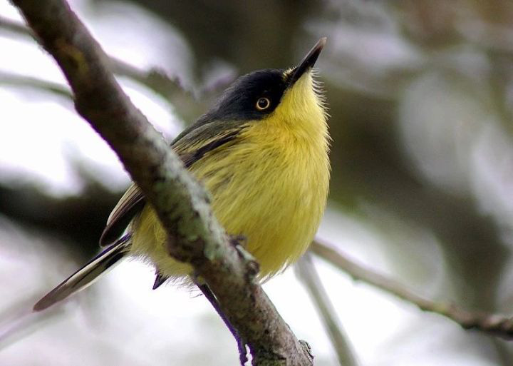 Loài chim di cư có thực sự là do chúng sợ lạnh?