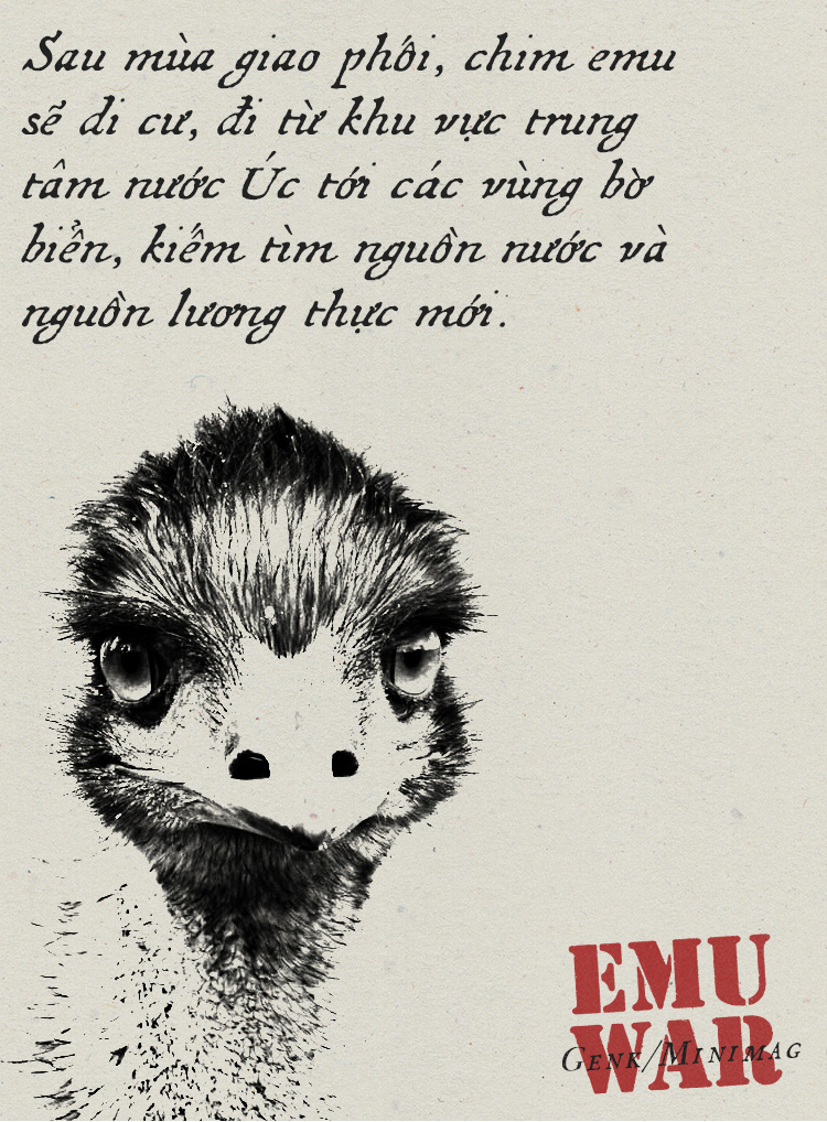 Chiến tranh Emu: thảm bại của quân đội Úc khi cố gắng đối đầu với những ...