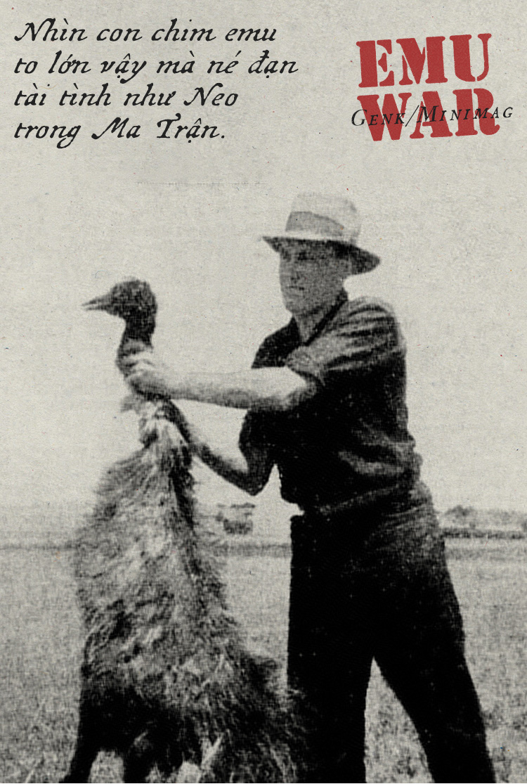 Chiến tranh Emu: thảm bại của quân đội Úc khi cố gắng đối đầu với những ...