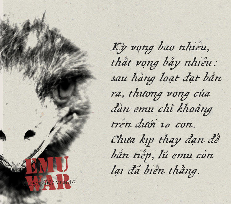 Chiến tranh Emu: thảm bại của quân đội Úc khi cố gắng đối đầu với những ...