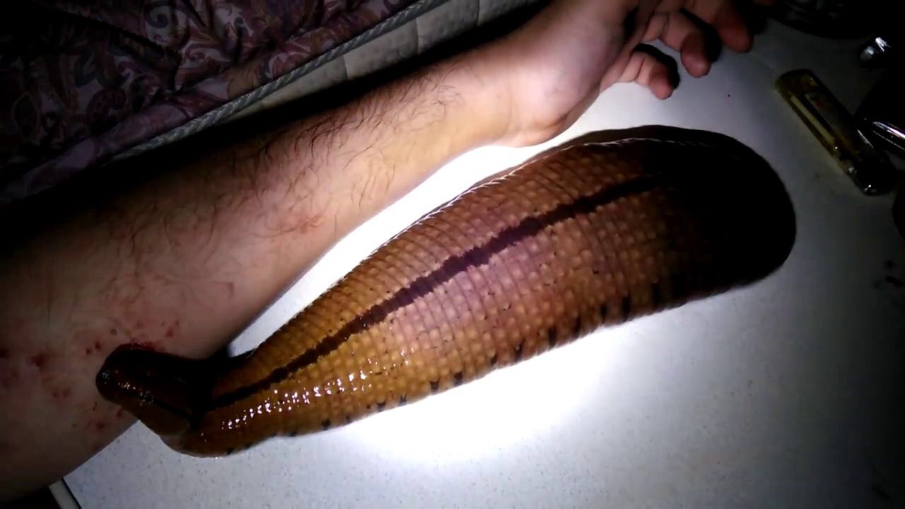 Có những người nuôi đỉa như thú cưng, cho chúng ăn bằng máu của mình