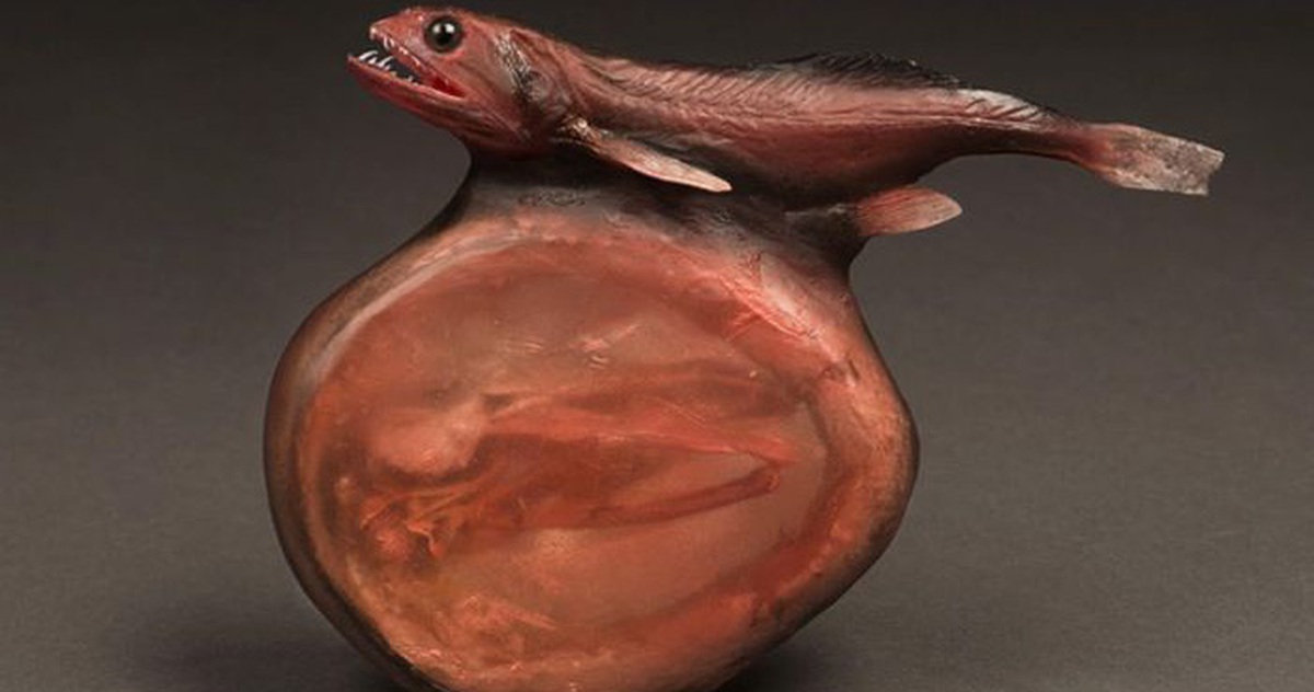 Chiasmodon niger: Ác mộng dưới đáy biển sâu