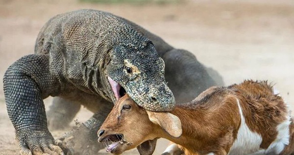 Rồng Komodo mạnh cỡ nào? Nó có đủ khả năng để giết bao hoa mai không?