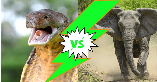 Can a king cobra kill an African elephant? – Thuvienpc.com