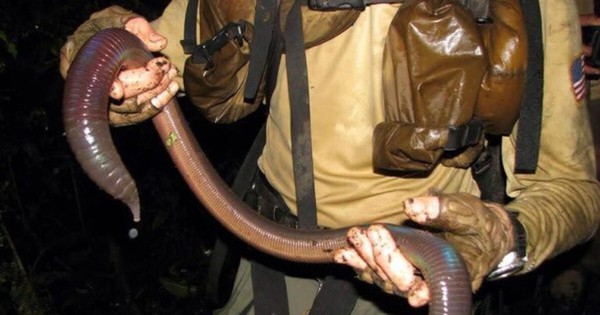 Bí ẩn về loài giun Ecuador, dù là giun đất nhưng lại to bằng con rắn
