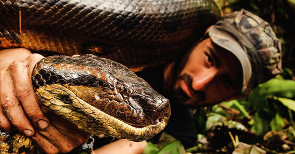 Amazon Python: Kẻ săn mồi khổng lồ và truyền thuyết đáng sợ của rừng ...