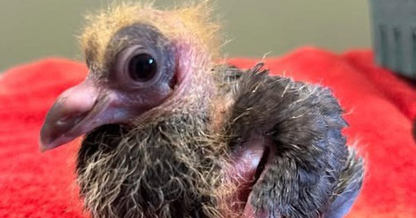 Các nhà khoa học công bố bước đột phá lớn trong việc hồi sinh loài chim ...