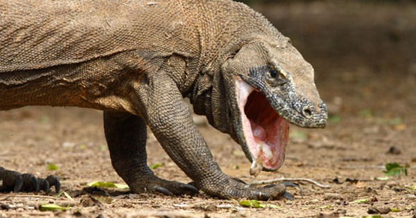 Những điều có thể bạn chưa biết về loài rồng Komodo