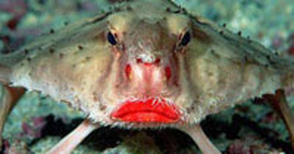 Những loài động vật dị thường hiếm gặp nhất trên Trái Đất