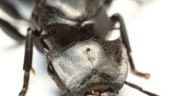 10 loài côn trùng kỳ lạ nhất Trái Đất