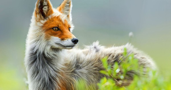 "Đã đến lúc trao cho Firefox cơ hội mới rồi, đừng tiếp tay cho Chrome ...