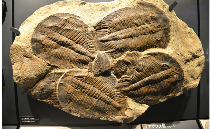 Kỷ Ordovic - Trang thông tin dành cho tín đồ công nghệ