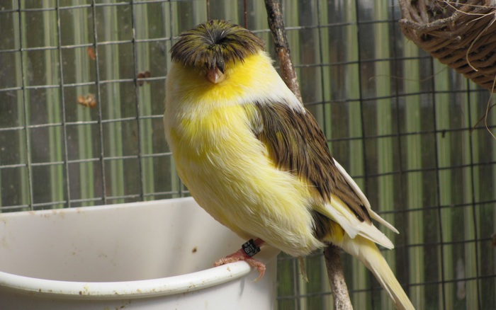 Gloster Canary