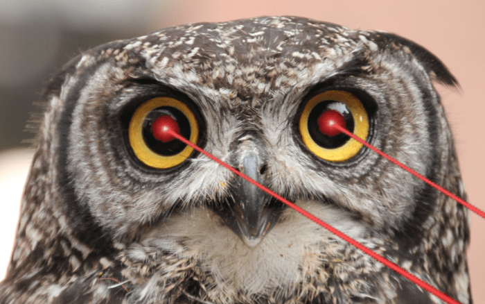 Hình ảnh chim lợn: Xem ngay những bức ảnh sinh động và đầy màu sắc ...